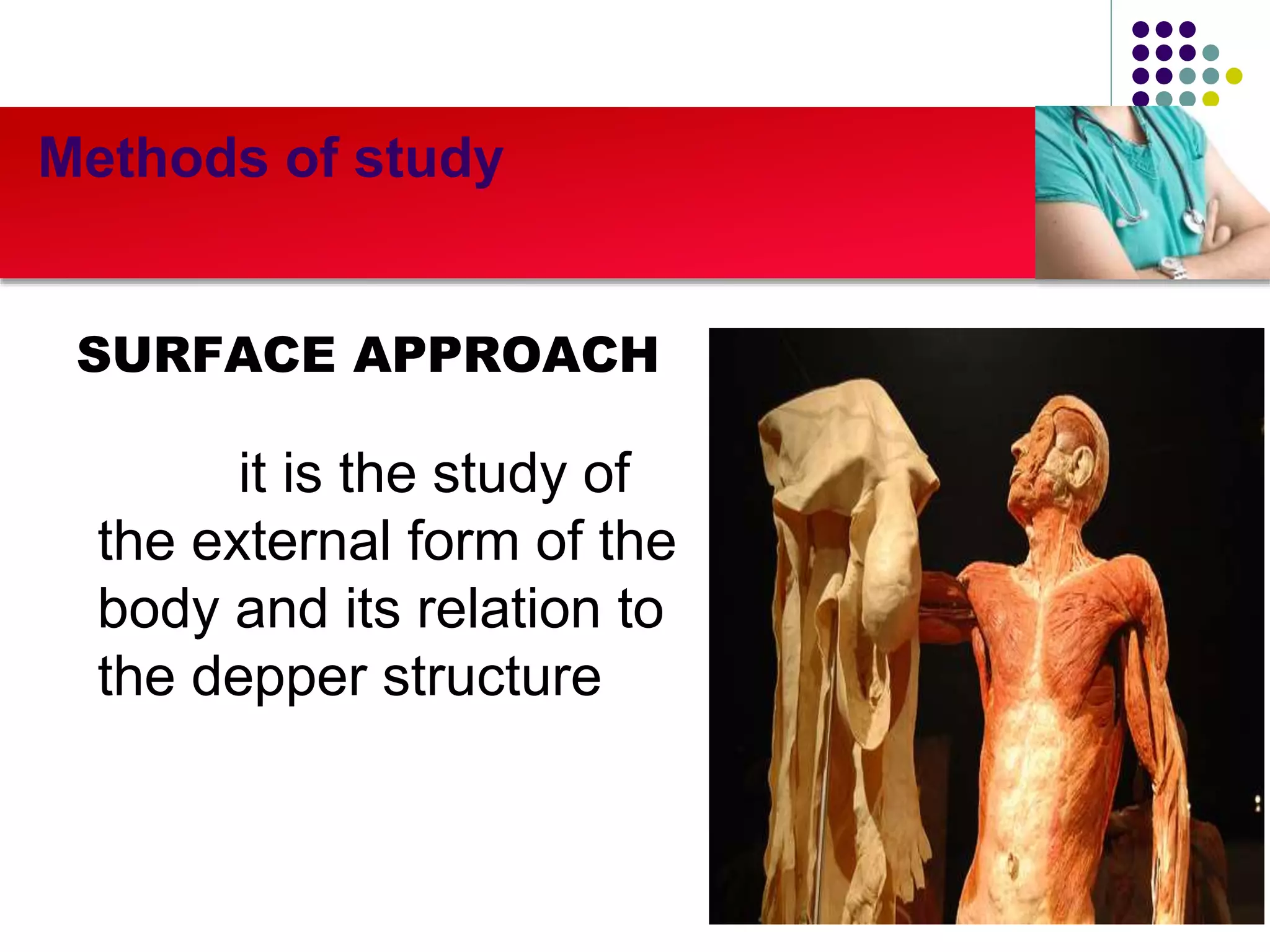 Human anatomy introduction | PPTX | Biological Sciences | Science