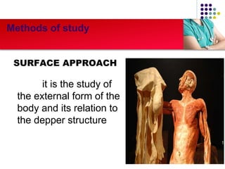 Human anatomy introduction | PPTX