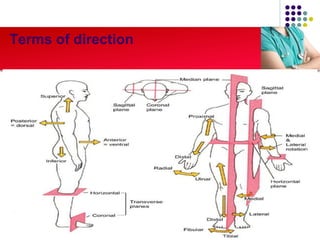 Human anatomy introduction | PPTX