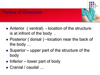 Human anatomy introduction | PPTX