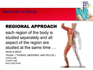 Human anatomy introduction | PPTX