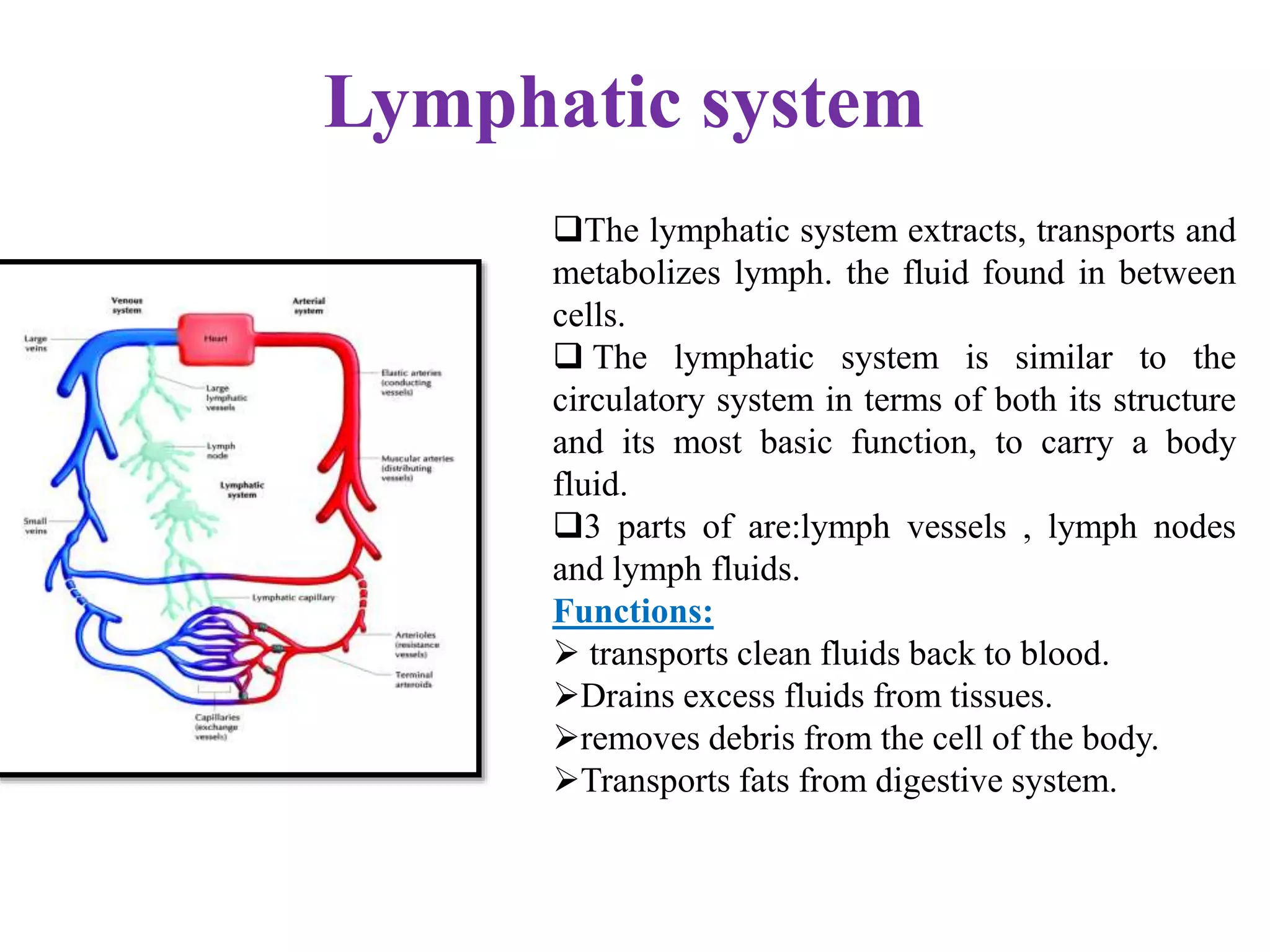 Human anatomy | PPTX