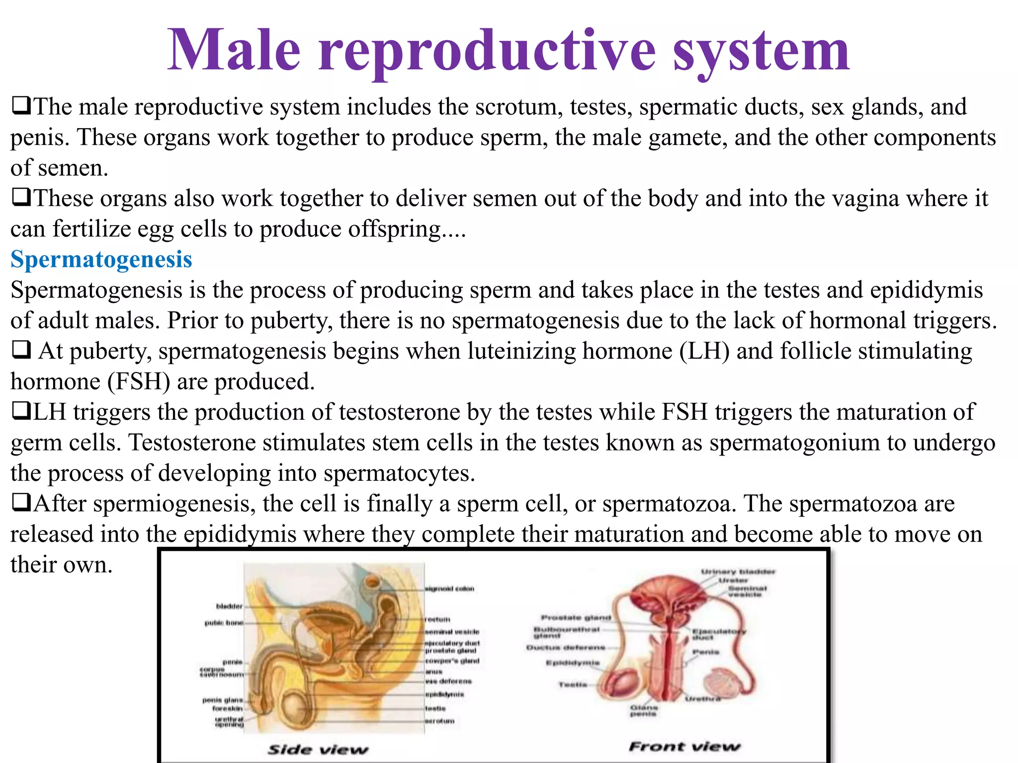 Human anatomy | PPTX