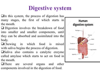 Human anatomy | PPTX