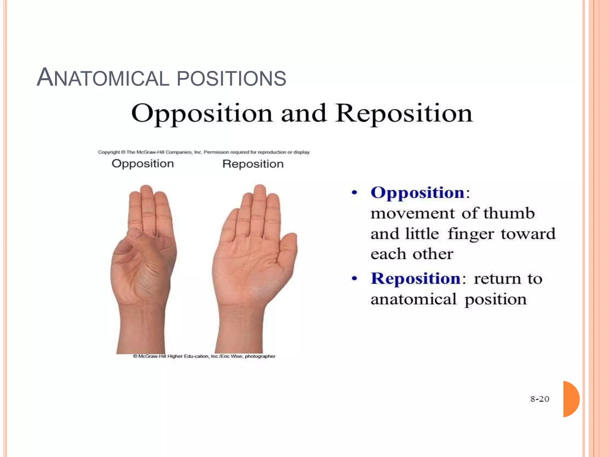Human anatomy | PPTX