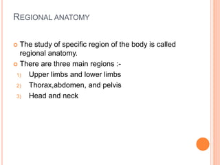 Human anatomy | PPTX