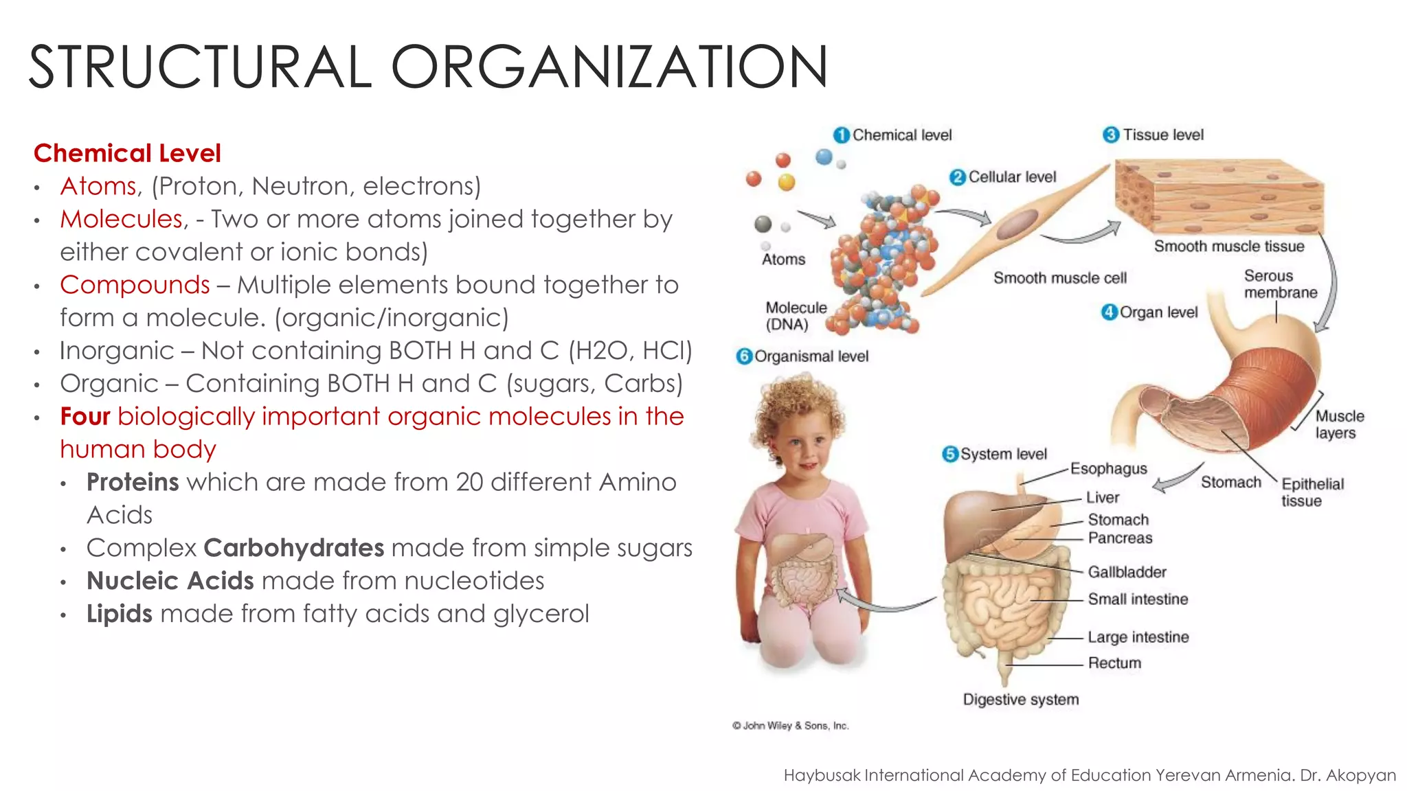 Human anatomy.pdf
