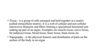 HUMAN ANATOMY.pptx