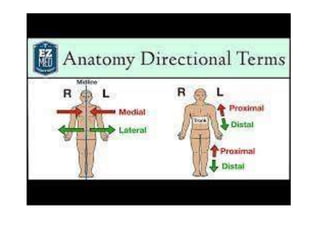 BASIC HUMAN ANATOMY AND PHYSIOLOGYIN BIOLOGY | PPTX