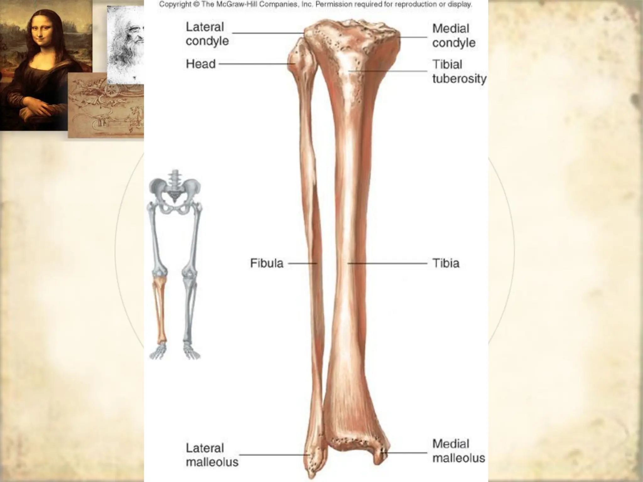 Human Anatomy Skeletal System Bones And Joints 1 Pdf