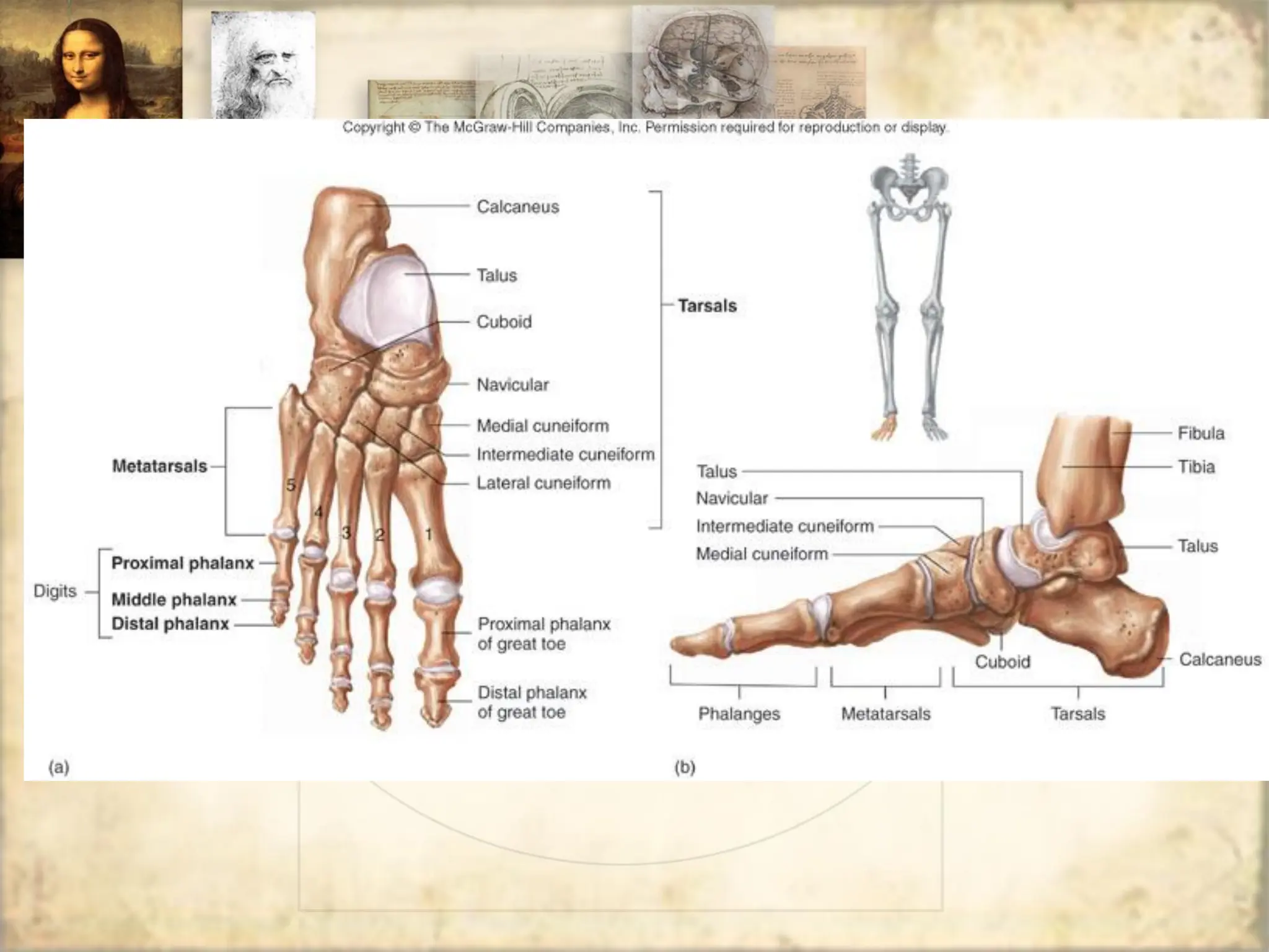 Human Anatomy Skeletal System Bones And Joints 1 Pdf