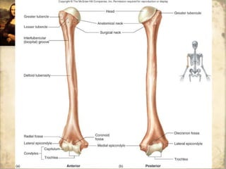 Human Anatomy - Skeletal System(Bones and Joints) (1).pdf