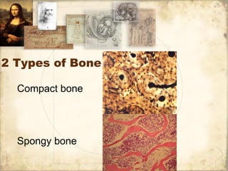 Human Anatomy - Skeletal System(Bones and Joints) (1).pdf