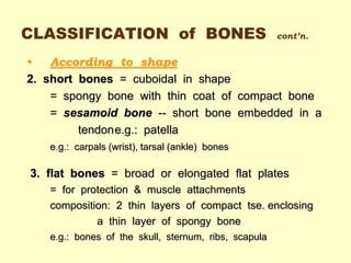 Human Anatomy - Skeletal System(Bones and Joints) (1).pdf