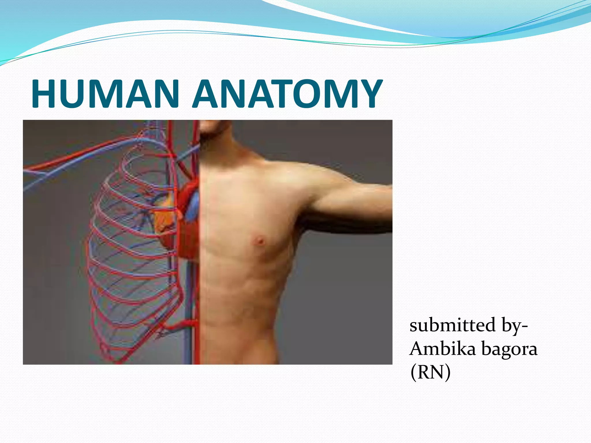 Human anatomy 1 | PPTX | Biological Sciences | Science