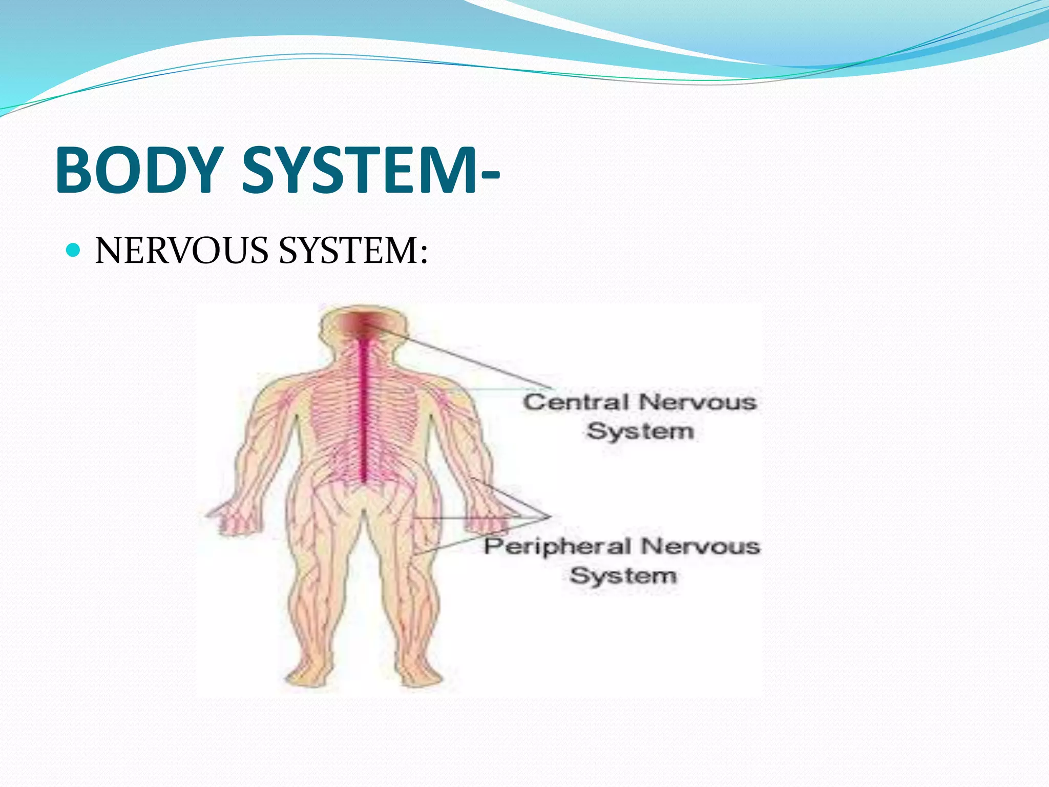 Human anatomy 1 | PPTX | Biological Sciences | Science