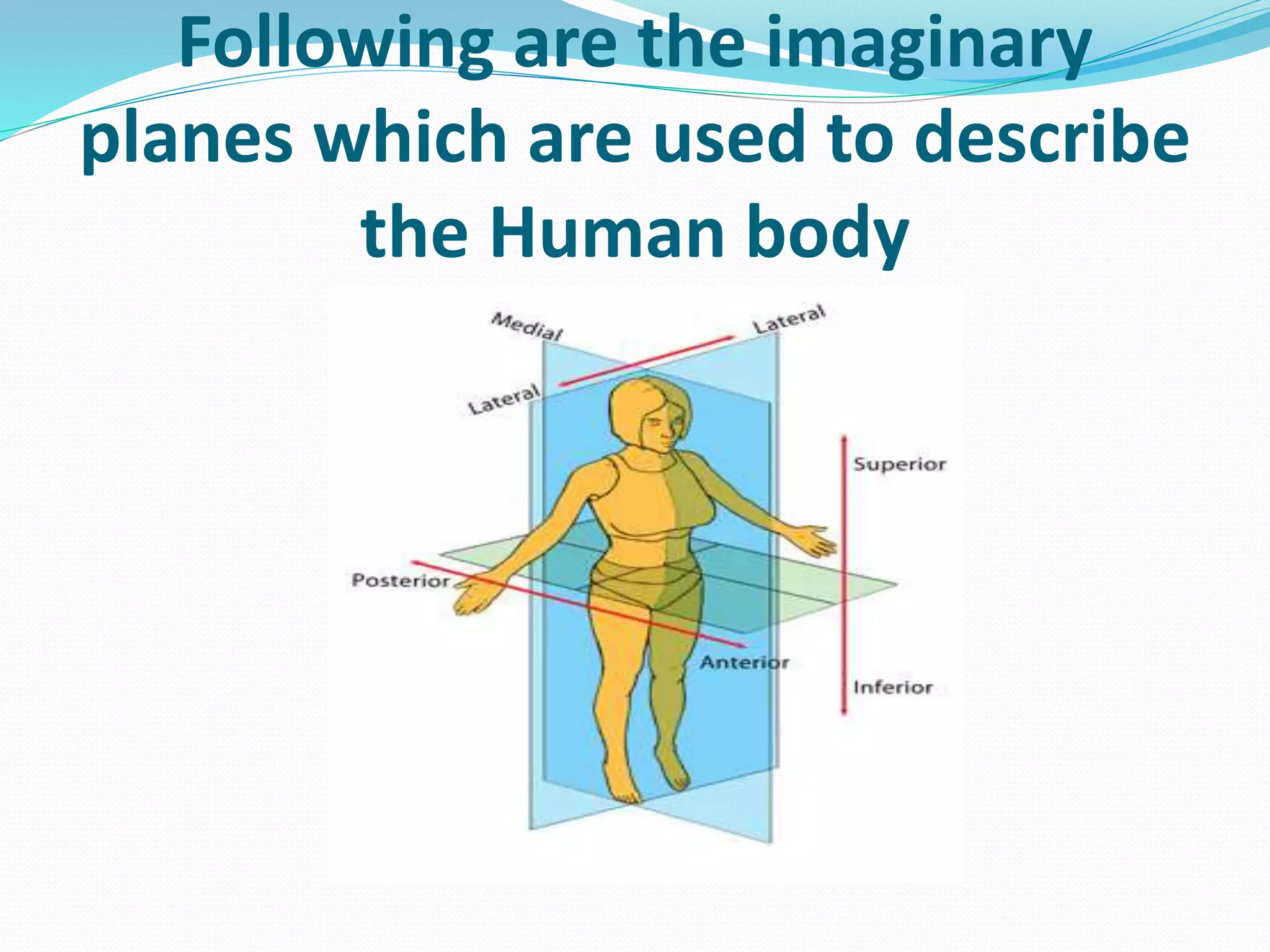 Human anatomy 1 | PPTX | Biological Sciences | Science