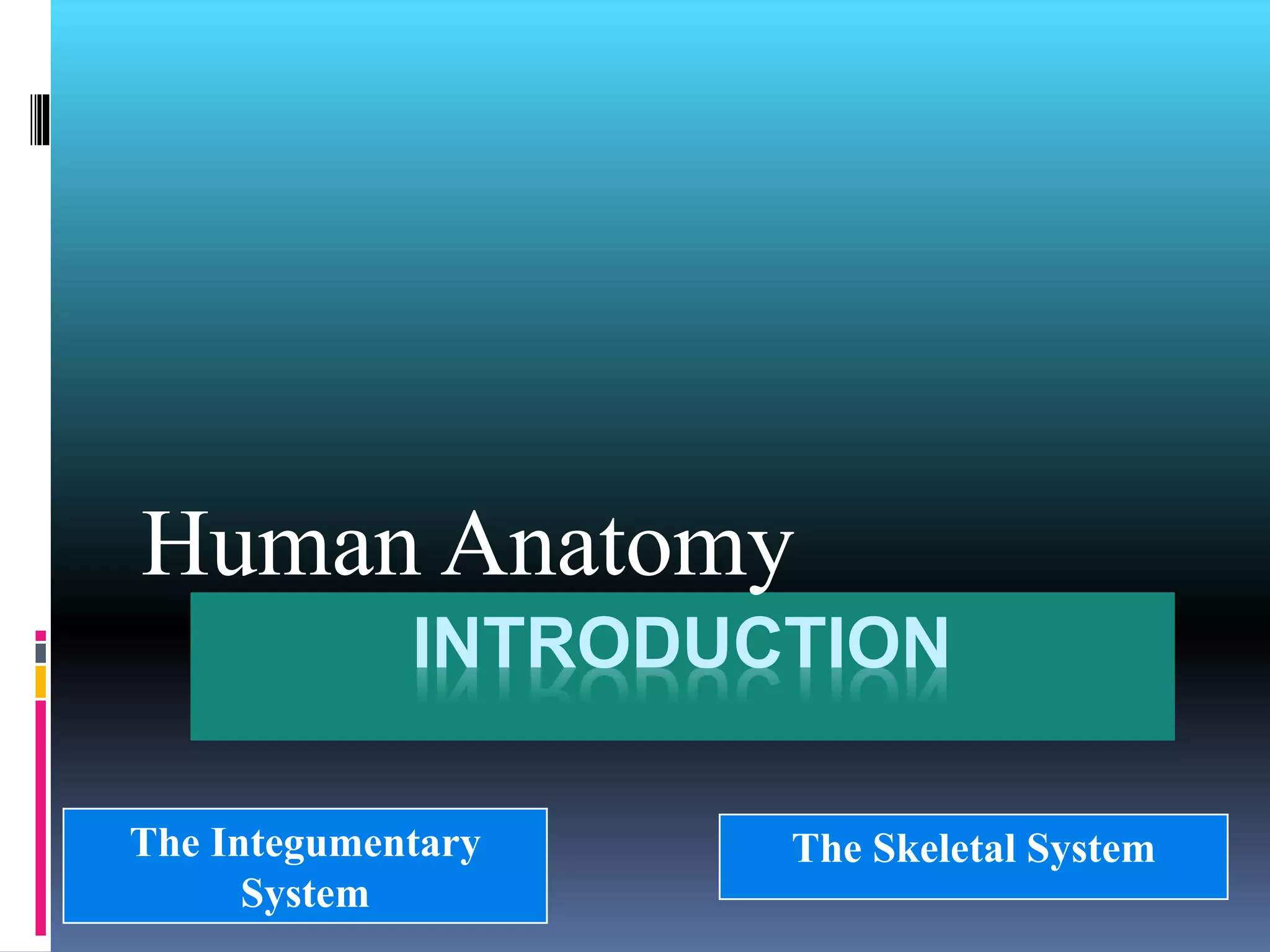 Human anatomy for class IX | PPTX