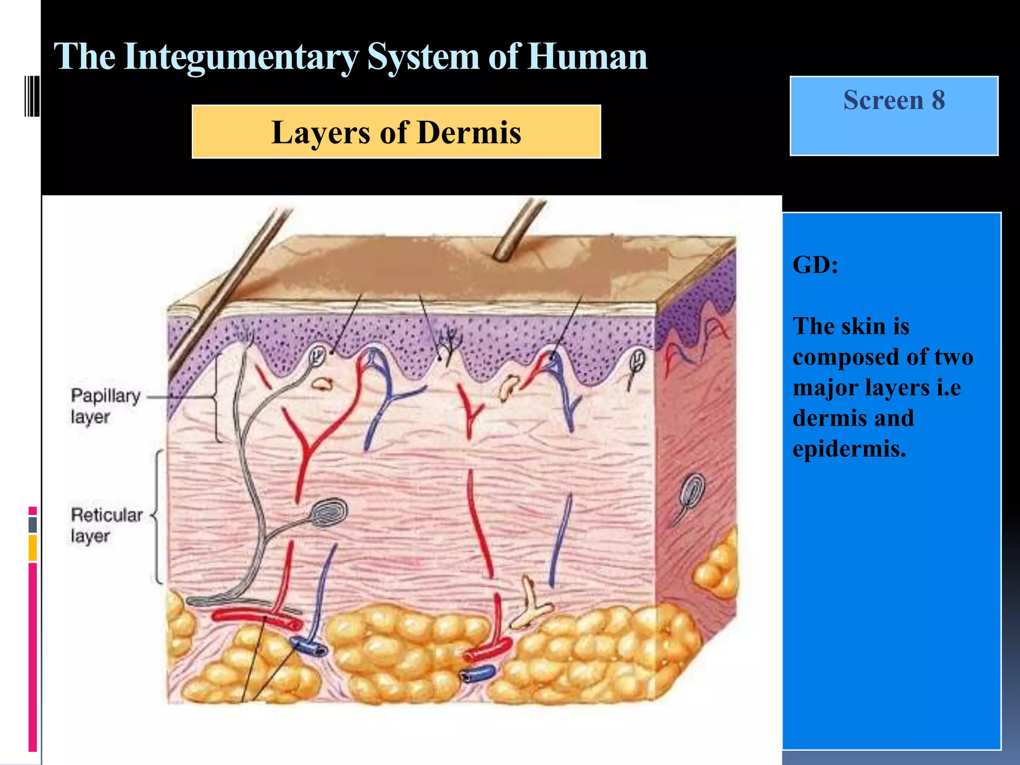 Human anatomy for class IX | PPTX