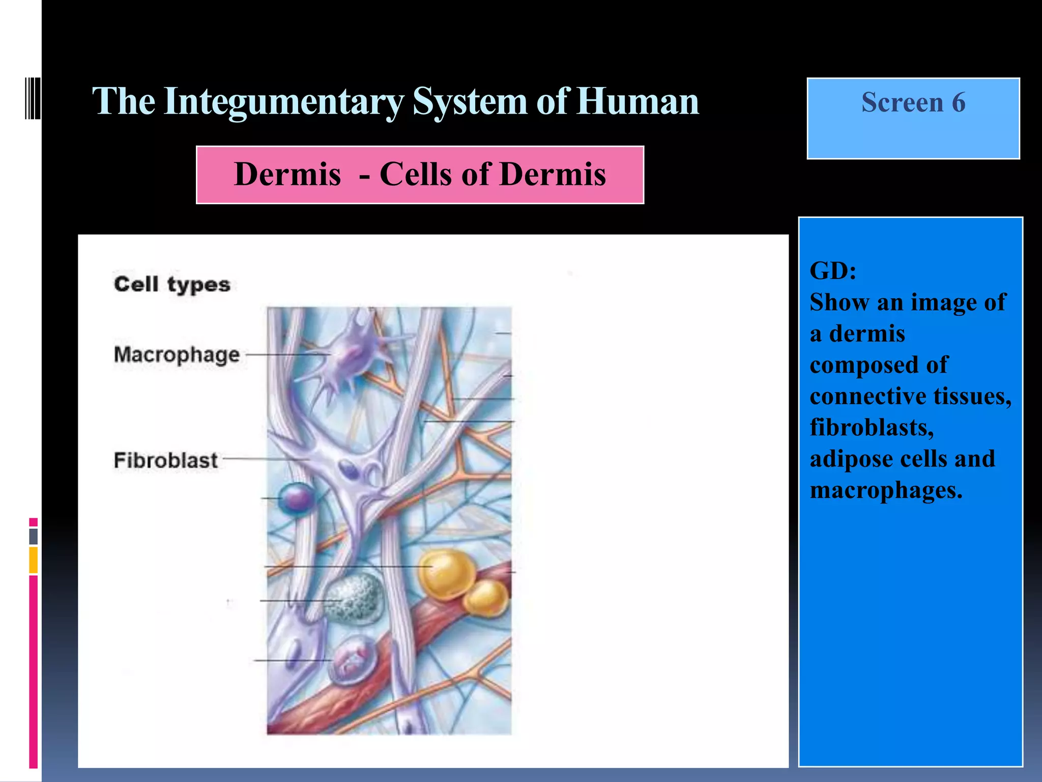 Human anatomy for class IX | PPTX