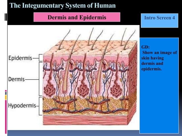 Human anatomy for class IX | PPTX