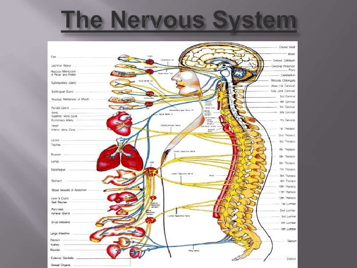 Human Anatomy And Body Systems by Sandra Landinguin