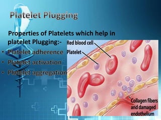 Platelets, Blood Coagulation And Blood Grouping. | PPTX