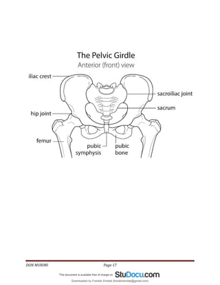 Pelvic Girdle Blank Labeled
