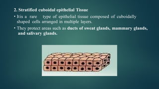 Human Anatomy and Physiology.pptxxxxxxxx | PPT