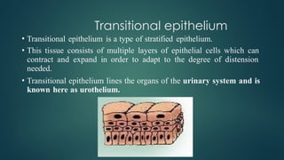 Human Anatomy and Physiology.pptxxxxxxxx | PPTX