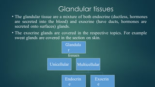 Human Anatomy and Physiology.pptxxxxxxxx | PPT
