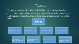 Human Anatomy and Physiology.pptxxxxxxxx | PPT