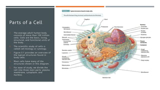 Human Anatomy and Physiology 1 - Chapter 2.pptx