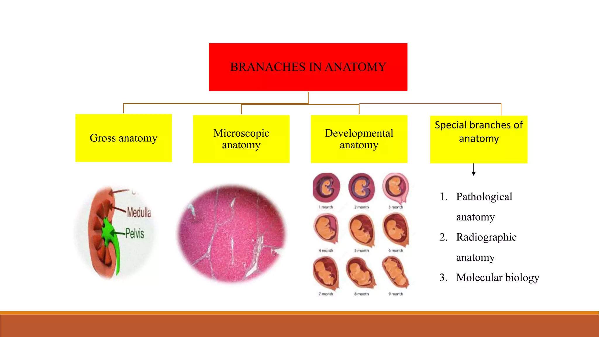 Human anatomy and physiology lesson | POTX