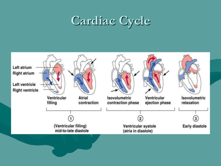 Human anatomy and physiology the cardiovascular system 1