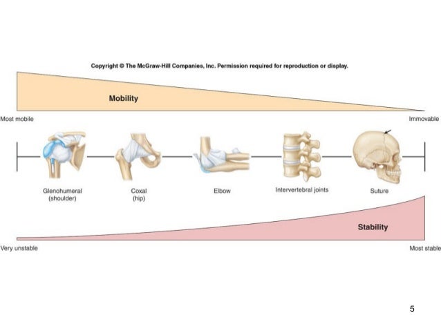Human anatomy articulations