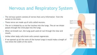 Human anatomy | PPTX