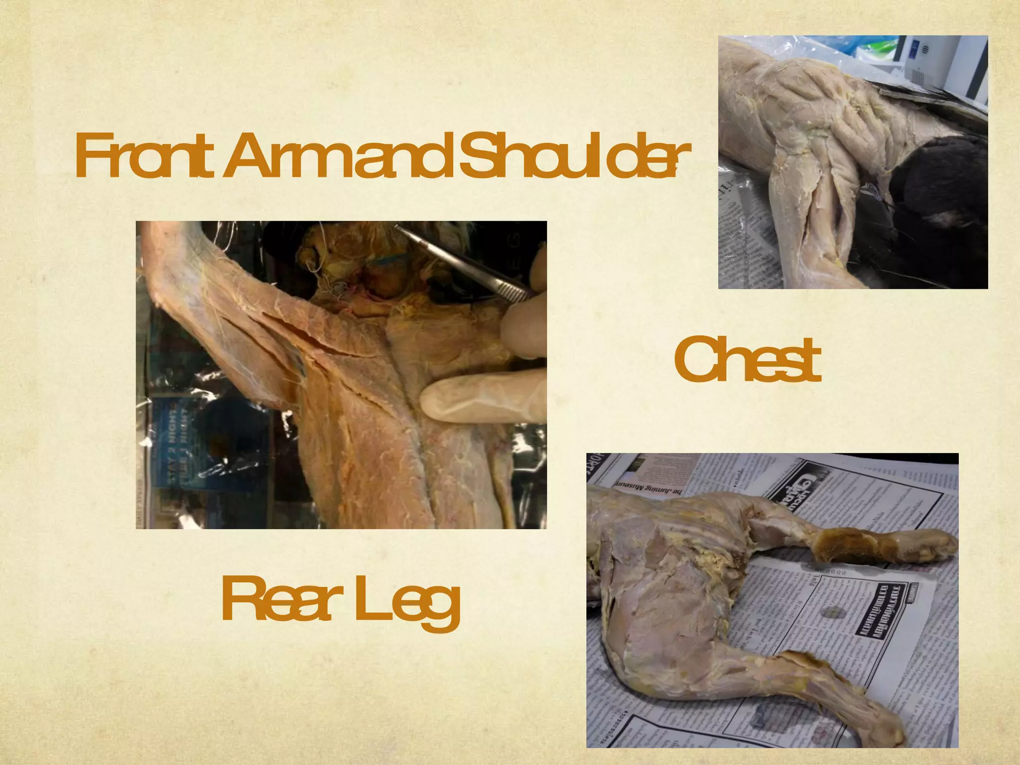 Human anatomy cat project alex and lauren | PPT