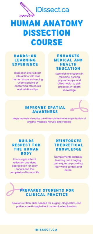 Human Anatomy Dissection Course - idissect.ca