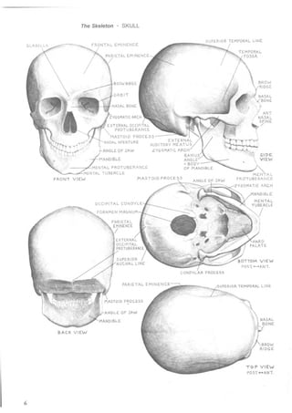 Human anatomy for artists by blixer | PDF