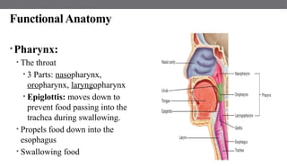 Human Anatomy GIT agriculture university mam maria | PPTX
