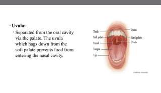 Human Anatomy GIT agriculture university mam maria | PPTX