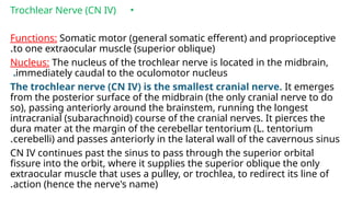 Human Anatomy about crainal nerves [their course,distribution] | PPTX