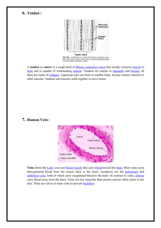 Human anatomy lab maual | PDF