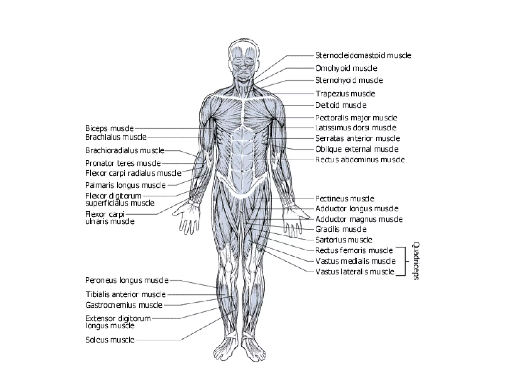 Human anatomy & physiology | PPT