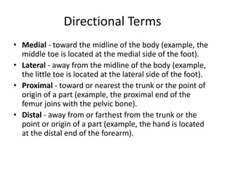 Human anatomy terminologies | PPTX