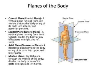 Human anatomy terminologies | PPTX