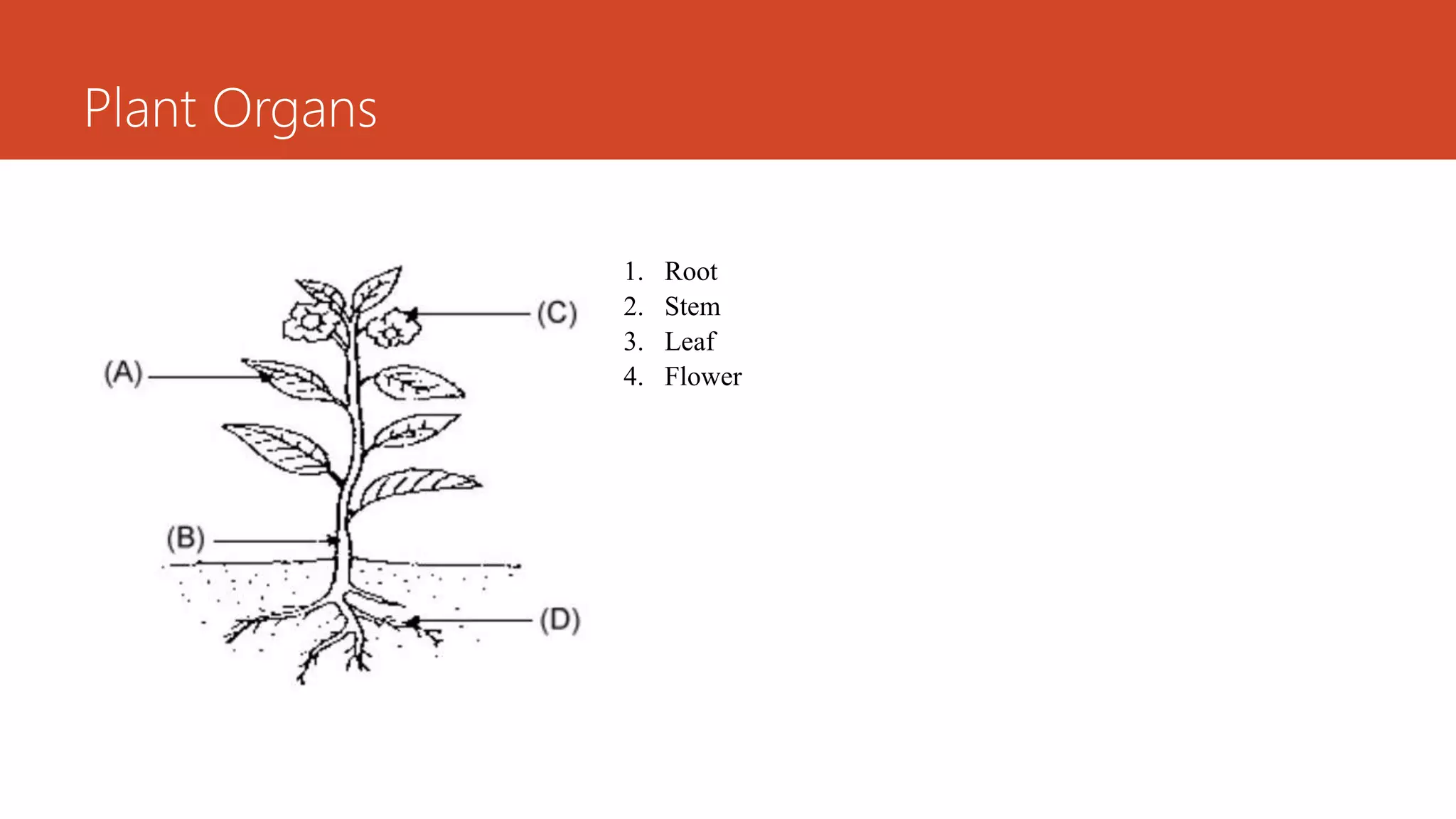 Human and Plant Organs.pptx