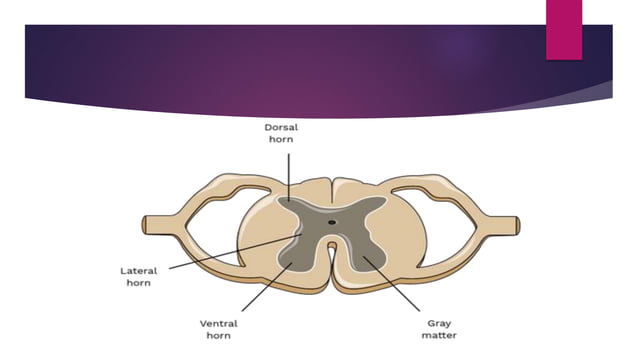 human antomy presentration spinal cord.pdf