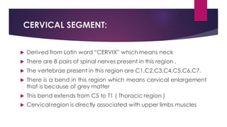 human antomy presentration spinal cord.pdf